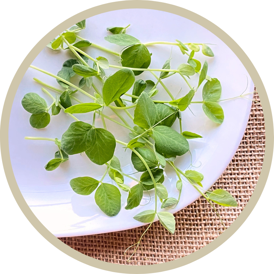 Pea Shoot Microgreens – Back Mountain Microgreens